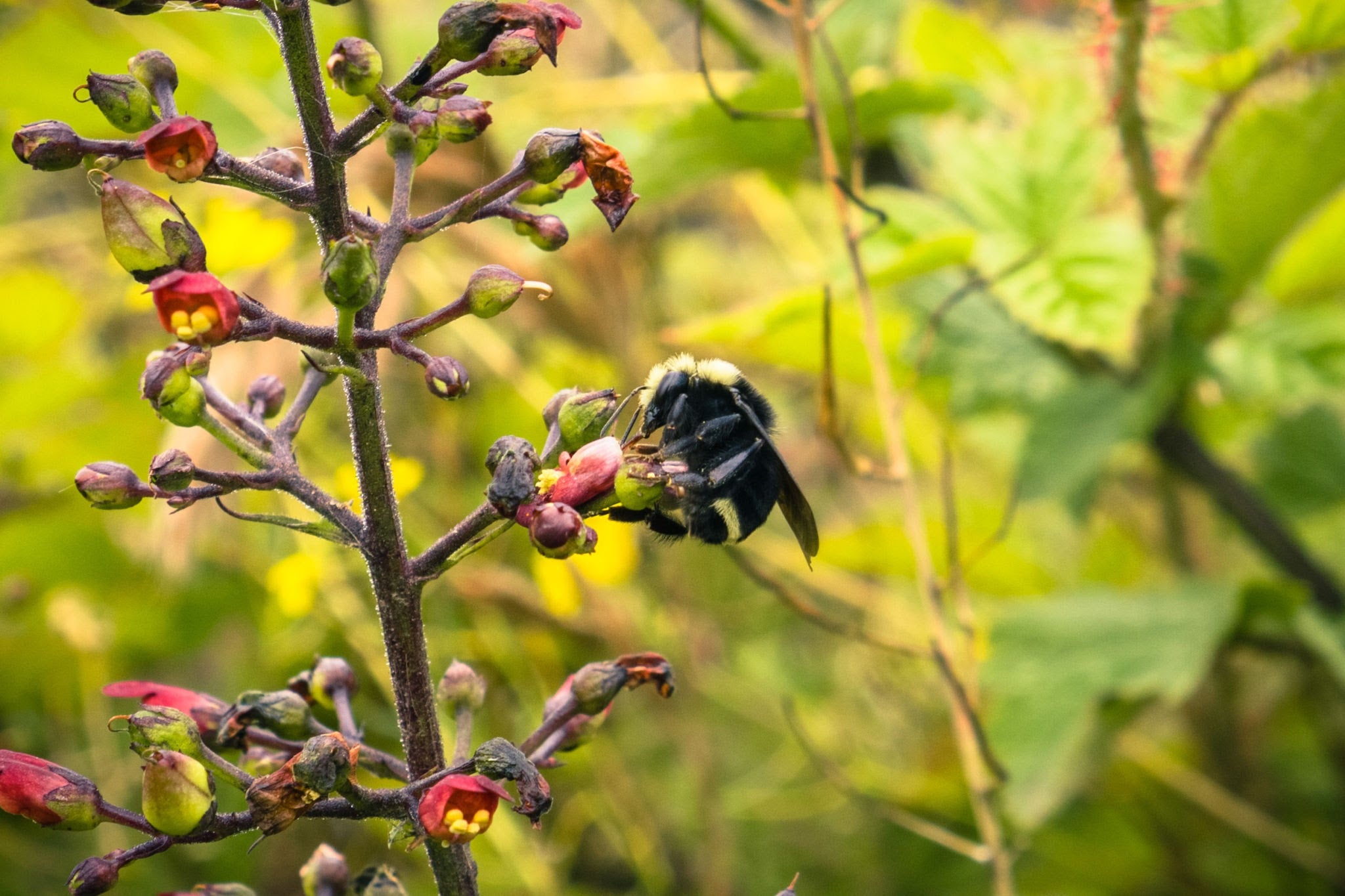 Bee Plant, 'Scrophularia californica' – Sarvodaya Institute