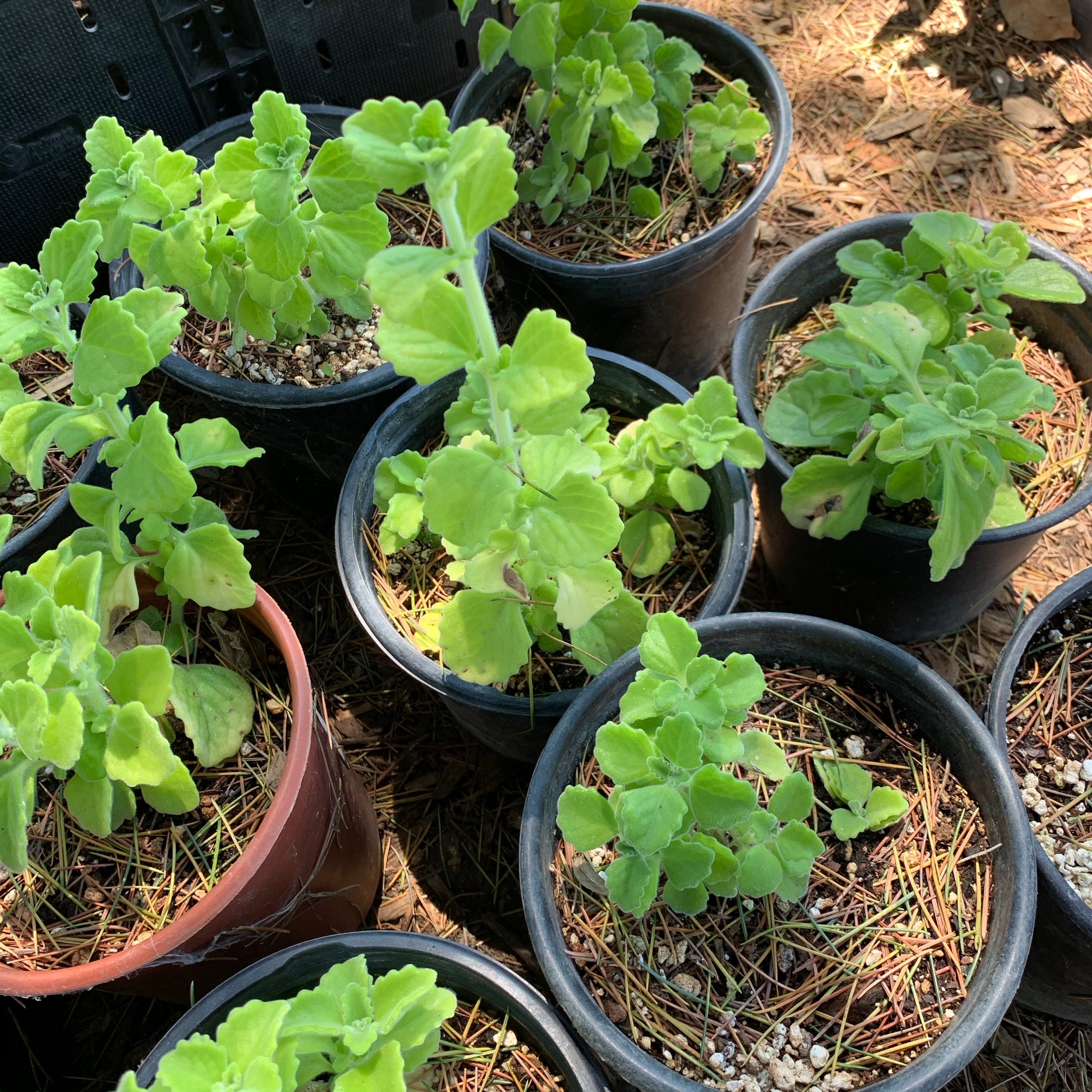 Vicks Plant – Sarvodaya Institute